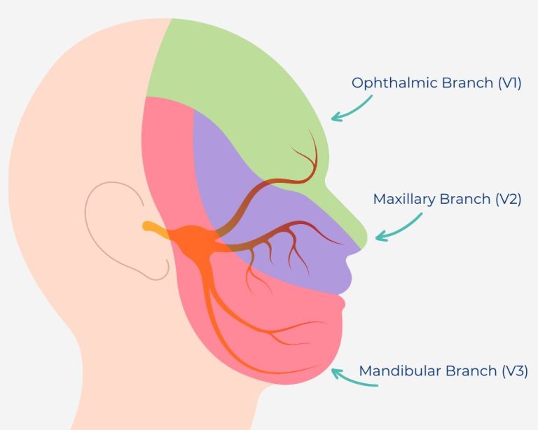 Exploring the branches of the trigeminal nerve Exploring the branches of the trigeminal nerve