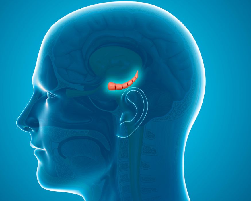 The hippocampus and its role in memory and cognition